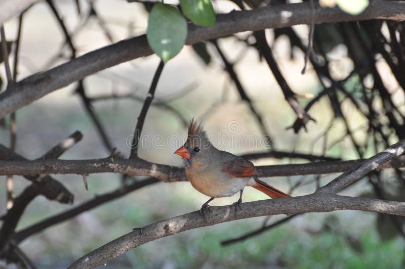 Cardinal stock photo. Image of bird, feathers, animal - 11130310