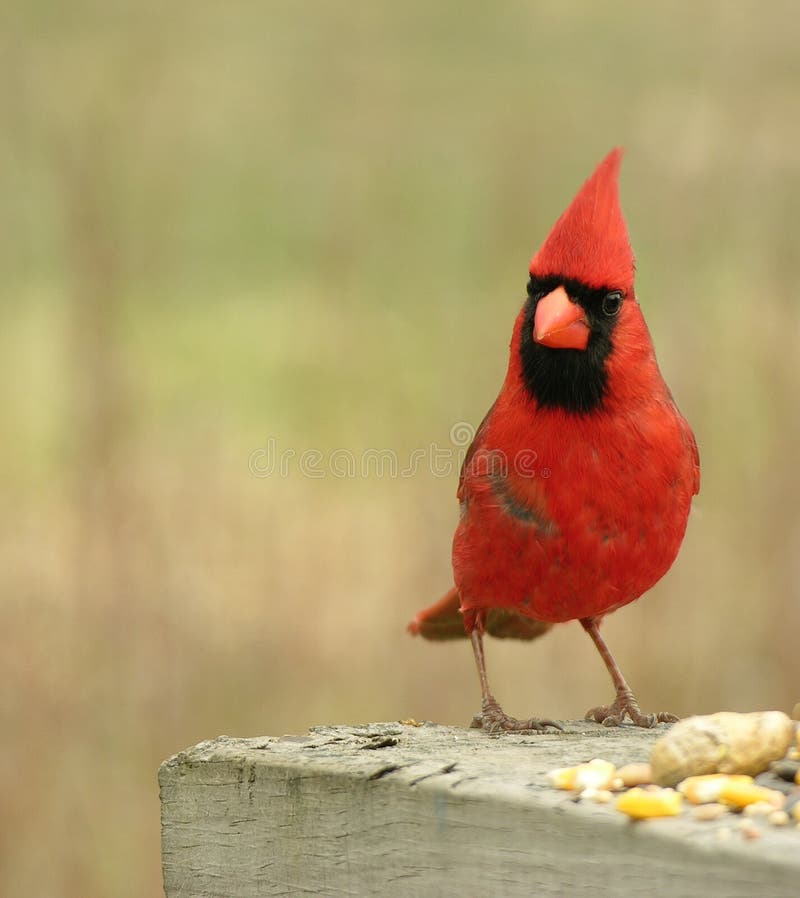 Cardinal 2 stock photo. Image of wildlife, cardinal, parks - 112944