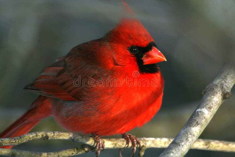 Cardinal stock image. Image of feathers, feather, sitting - 12431403