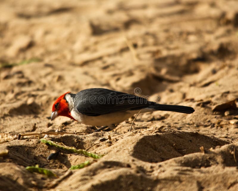 Cardinal stock photo. Image of tropical, island, redcrested - 28887304