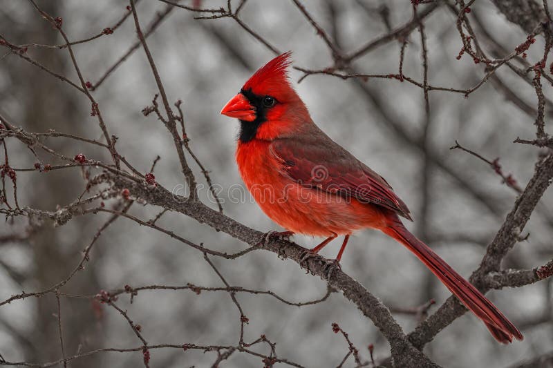 Vibrant Cardinal Perched on Branch: a Snapshot of Nature S Beauty Stock ...