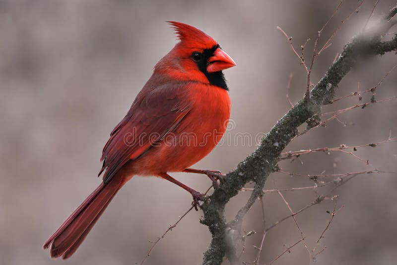A Stunning Red Cardinal Sits Gracefully on a Tree Branch Stock ...