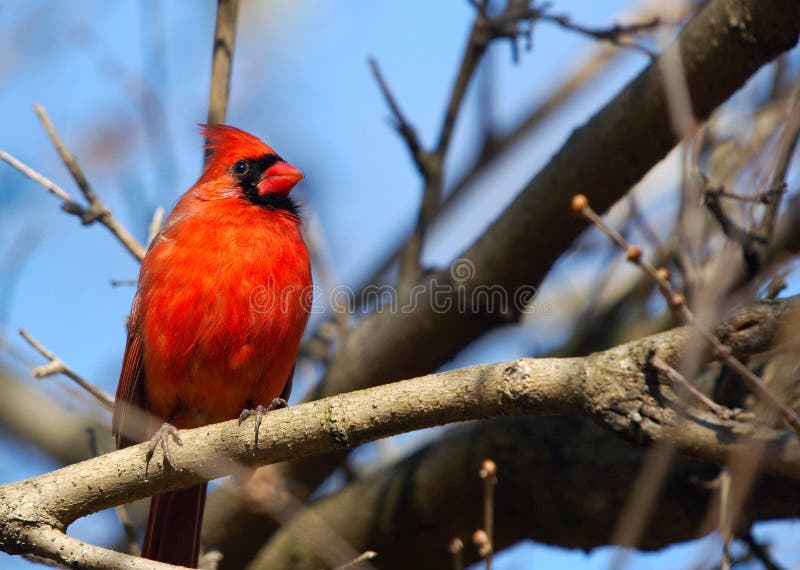 Cardinal stock photo. Image of feather, fauna, cherry - 3610374