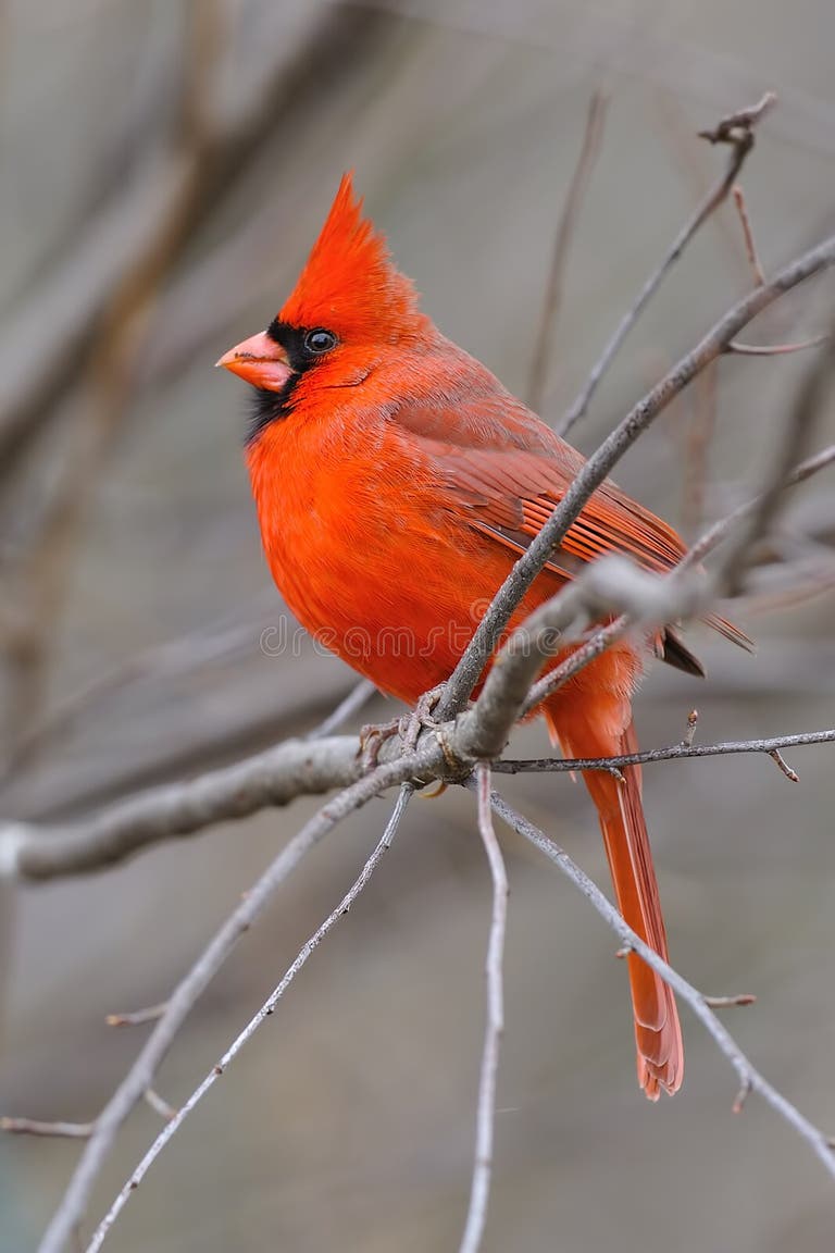 853 Cardinal Eye Stock Photos - Free & Royalty-Free Stock Photos from ...