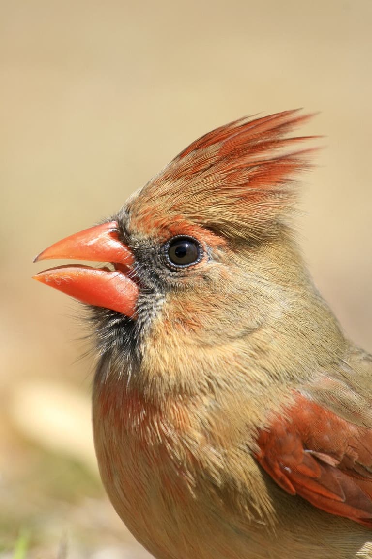 1,072 Cardinal Head Stock Photos - Free & Royalty-Free Stock Photos ...