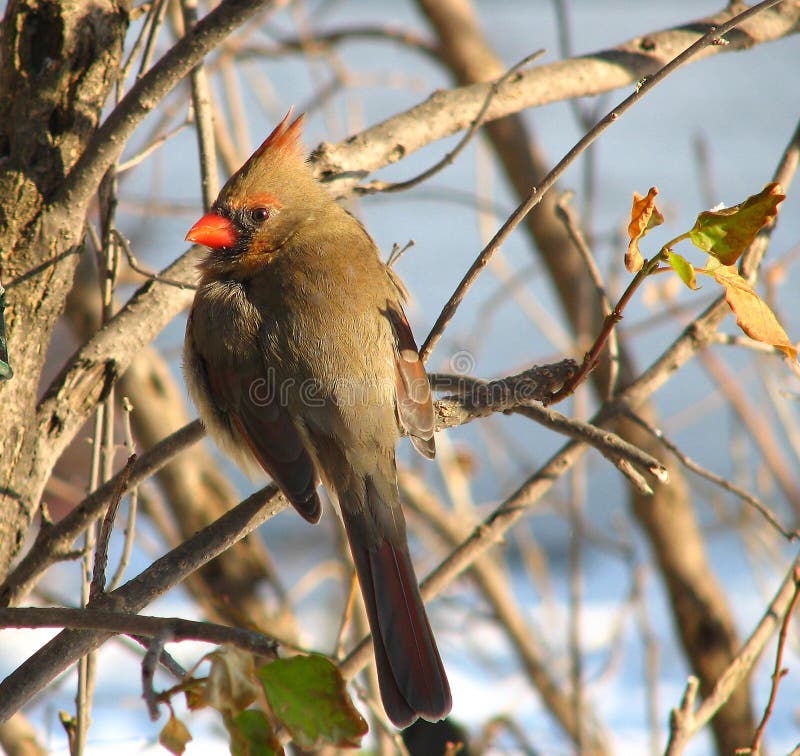 Northern Cardinal stock photo. Image of feather, male, cardinal - 770242