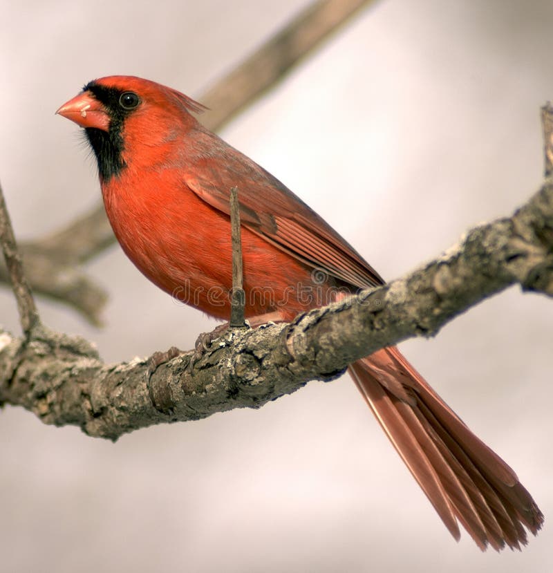Cardinal 2 stock photo. Image of wildlife, cardinal, parks - 112944