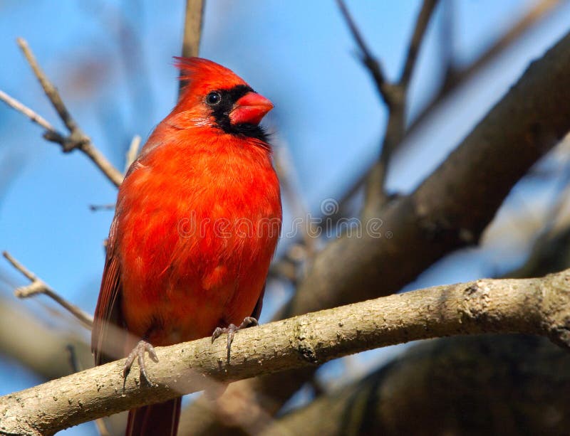 Cardinal in spring stock image. Image of birdwatching - 18146631