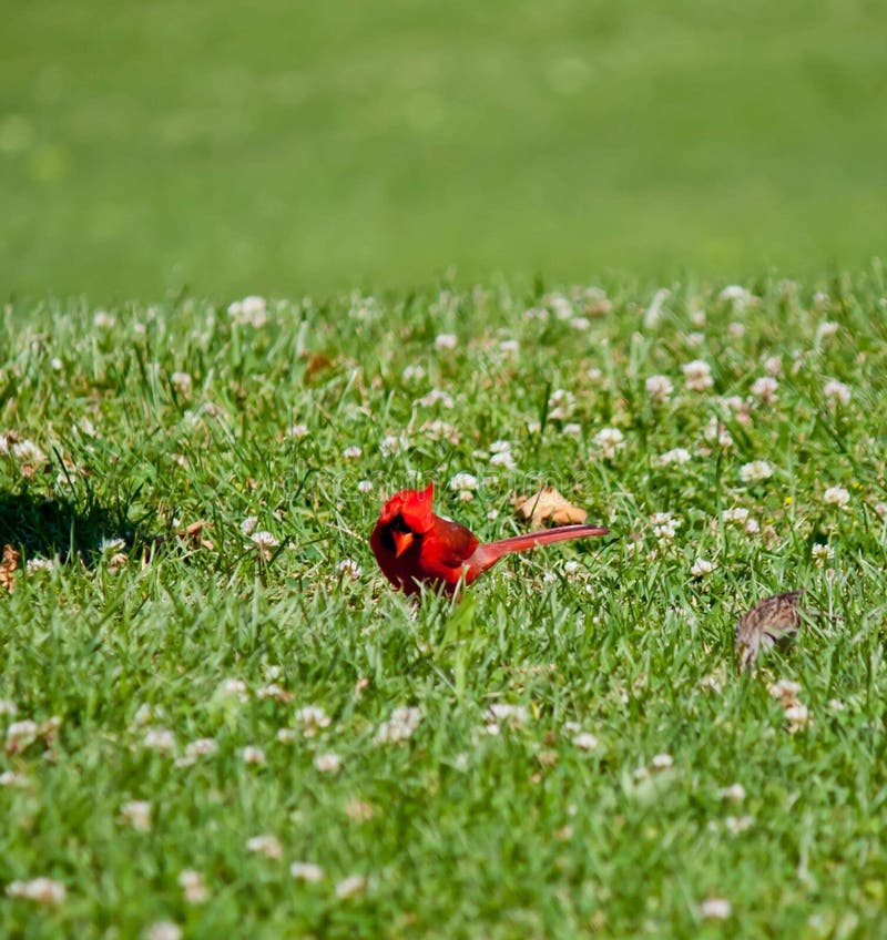 Cardinal foto editorial. Imagem de grama, cardeal, casa - 65376771