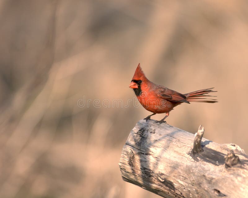 Cardinal stock photo. Image of forests, redbird, outdoors - 657404