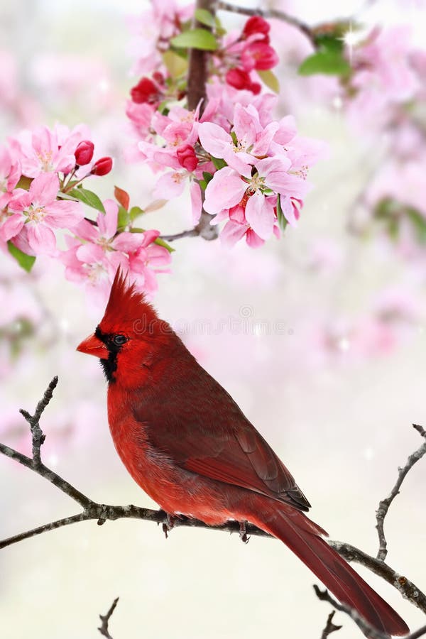 Cardinal in spring stock image. Image of birdwatching - 18146631
