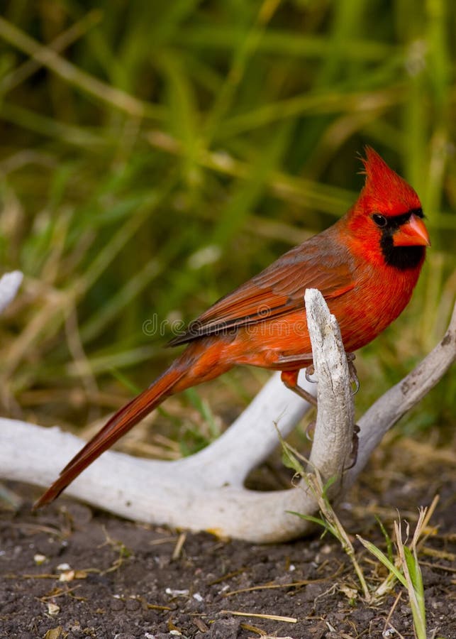 Cardinal on an antler stock image. Image of cardinal, wildlife - 3555547