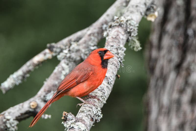 Cardinal stock image. Image of bright, tree, limb, cardinal - 83366087