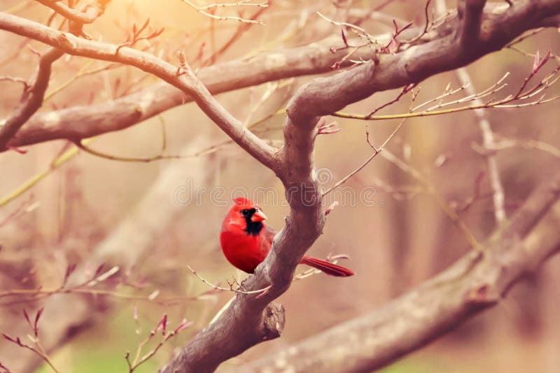 Cardinal stock photo. Image of bird, cardinal, spring - 57291816