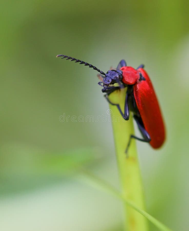 Cardinal Beetle Macro stock photo. Image of macro, detail - 43245526
