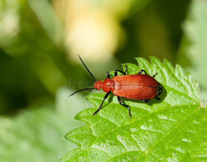 Cardinal Beetle stock image. Image of beetle, nature - 43783277