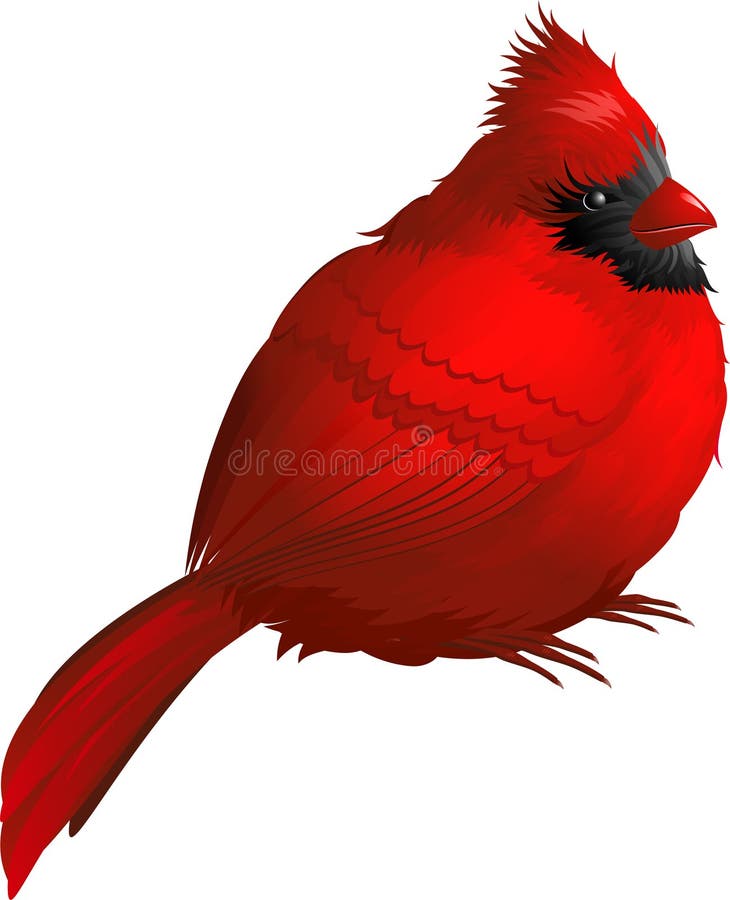 Cardinal bird stock vector. Illustration of graphic, isolated - 20858561