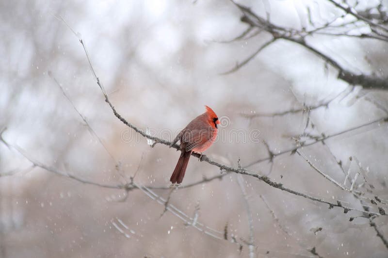 Red Bird in Snow stock image. Image of limbs, snow, tree - 5958223