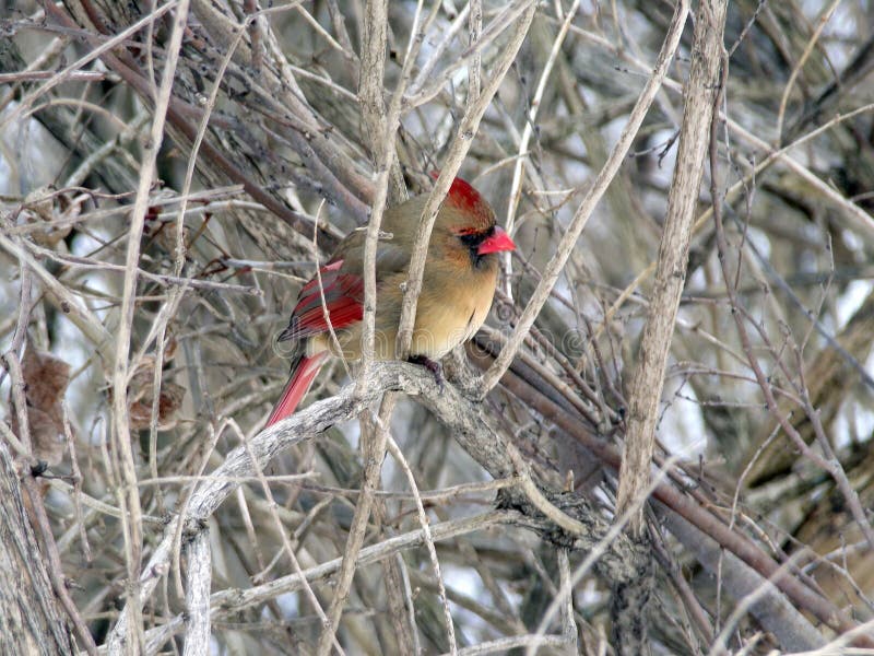 Cardinal Bird stock photo. Image of branch, wing, plant - 363669704