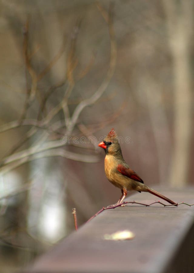 Cardinal Bird stock photo. Image of outdoor, tree, cardinal - 339315206