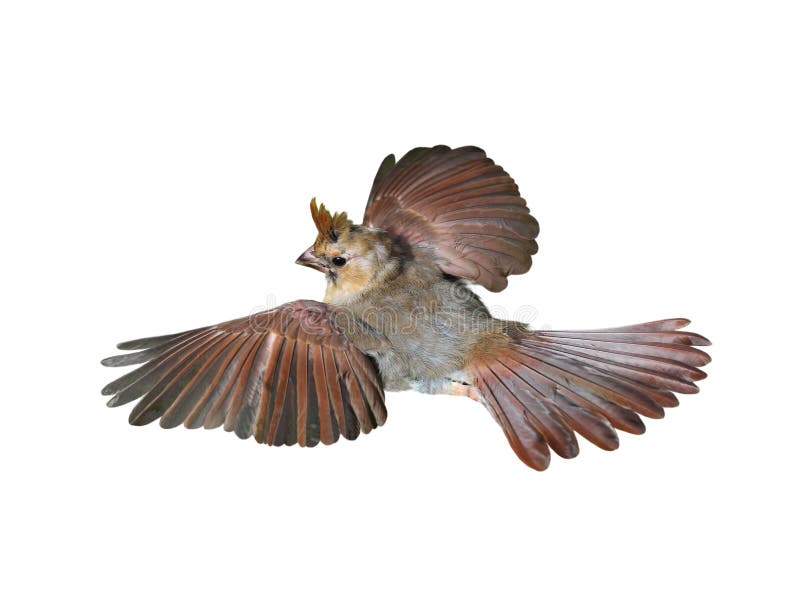 Young Female Cardinal Bird Stock Photos - Free & Royalty-Free Stock ...