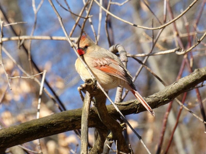 Cardinal Bird stock photo. Image of bush, wood, nature - 181199526