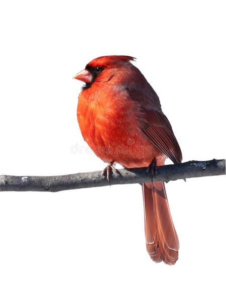 Cardinal Bird Male stock photo. Image of exotic, tail - 15595644