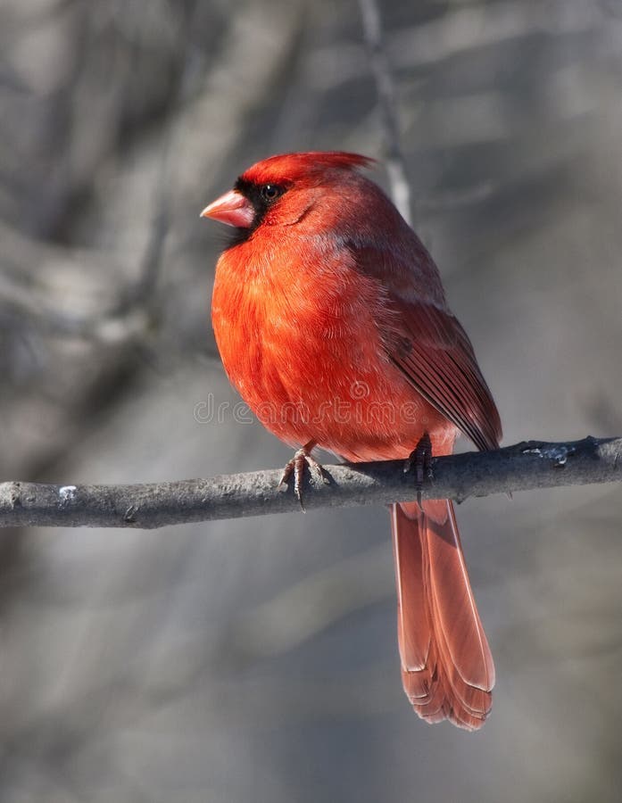 Cardinal Bird Male stock image. Image of tail, exotic - 9247459