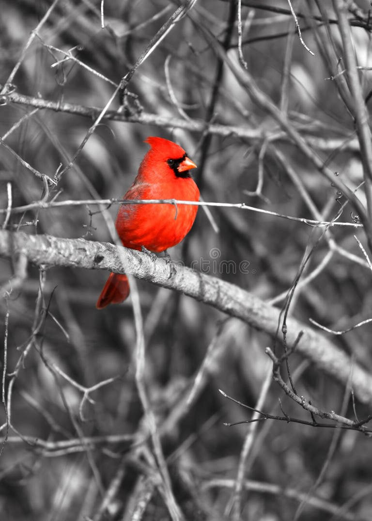 101 Northern Cardinal Cardinalis Central Park New York Stock Photos ...