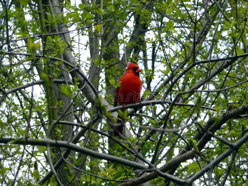 Cardinal Bird stock image. Image of bird, nature, season - 107640359