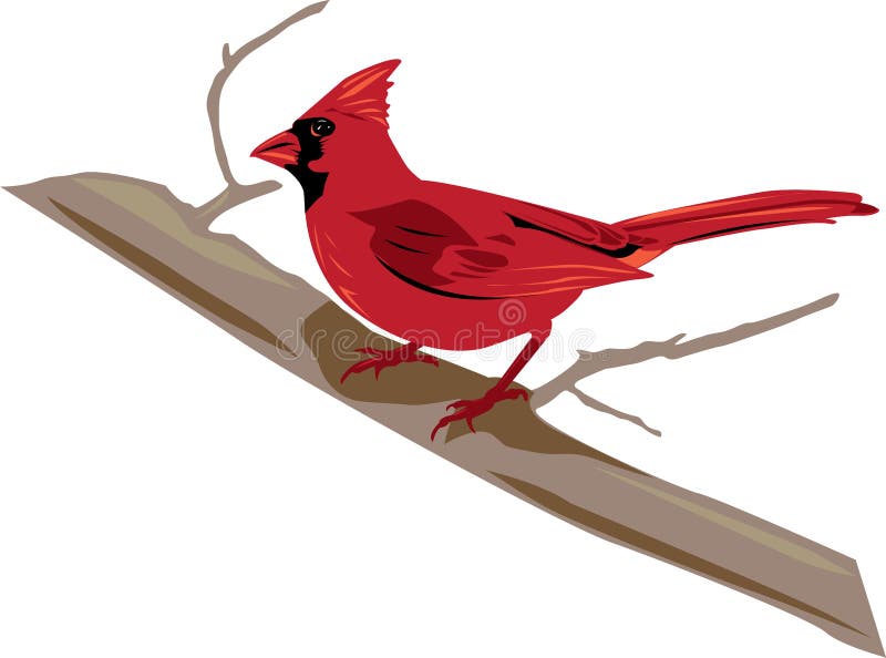 Cardinal Bird, Red Male, on a Branch Illustration Stock Vector ...