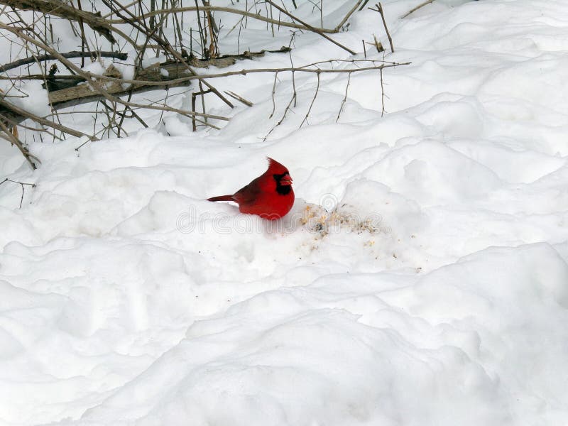 Cardinal Bird stock image. Image of white, winter, snow - 363671109