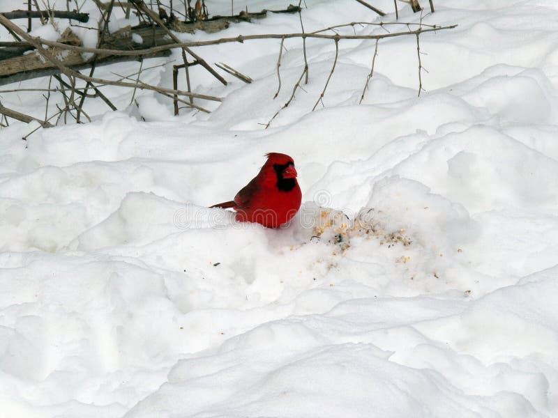 Cardinal Bird stock photo. Image of branch, seeds, undefined - 363672740