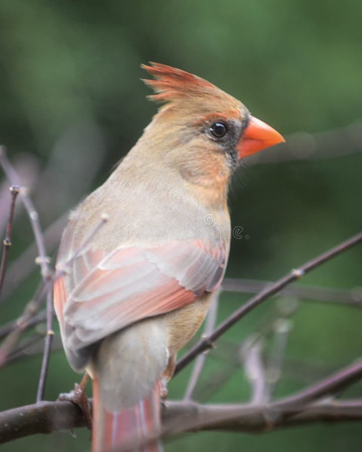 Bird Limb Stock Images - Download 4,041 Royalty Free Photos