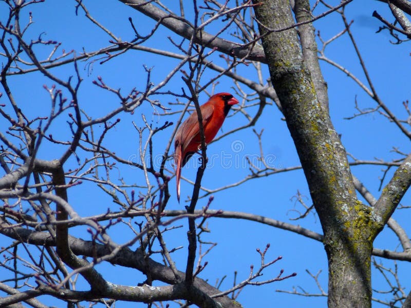 Cardinal Bird stock image. Image of color, wildlife, bird - 91566743