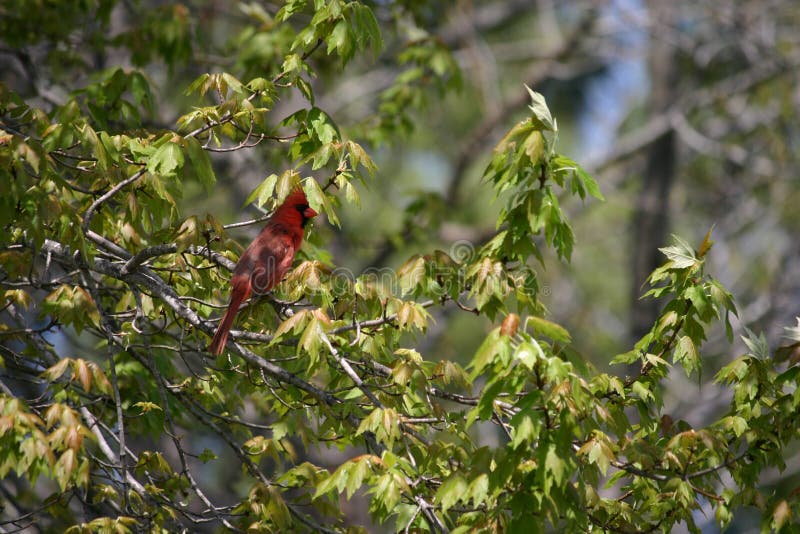 Cardinal Bird stock image. Image of porch, wsiltv, spring - 40537235