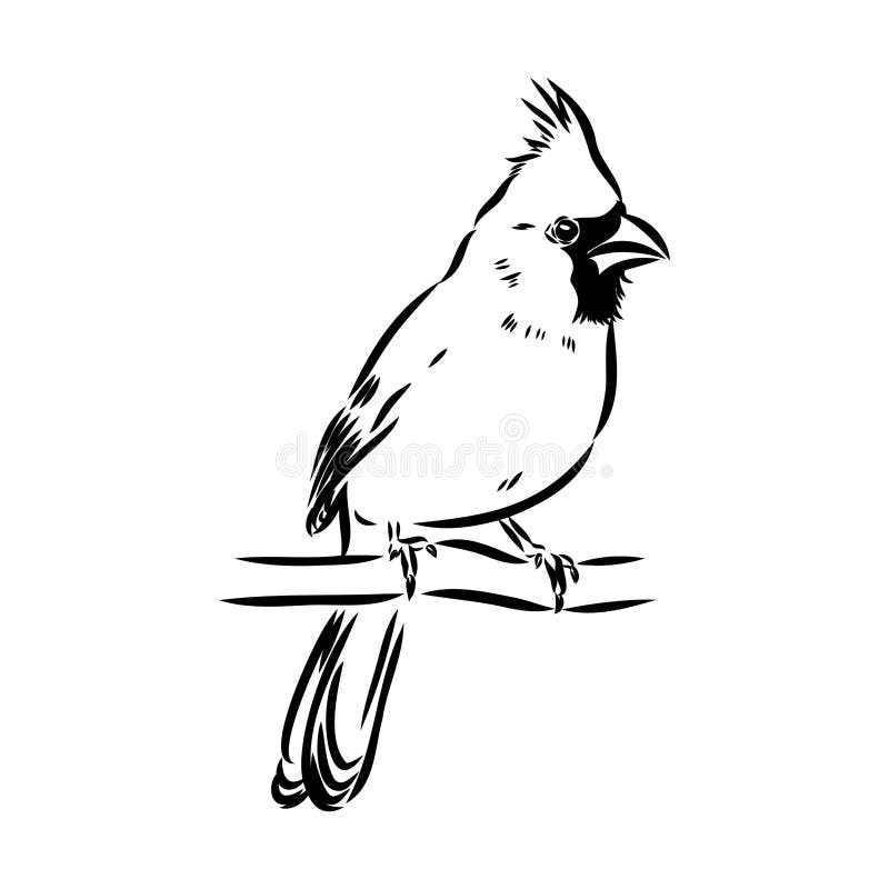 Cardinal Bird Sketch, Vector Illustration. Hand Drawn Red Cardinal Bird ...