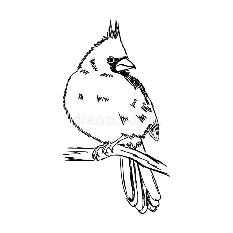 Cardinal Bird Sketch, Vector Illustration. Hand Drawn Red Cardinal Bird ...