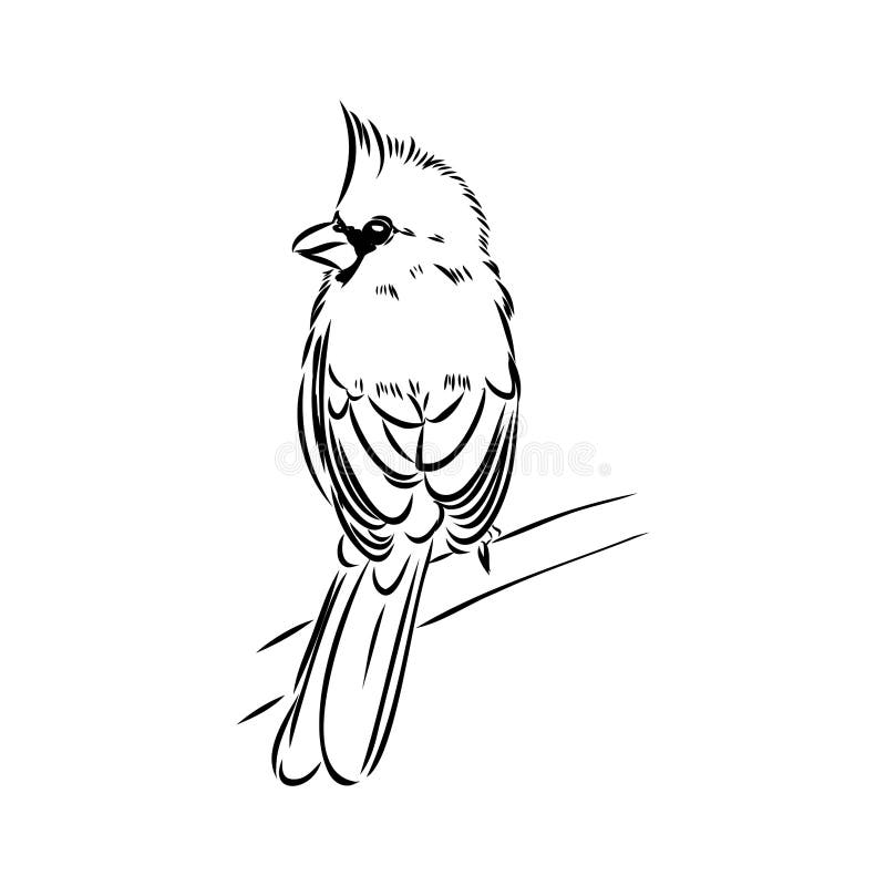 Cardinal Bird Sketch, Vector Illustration. Hand Drawn Red Cardinal Bird ...