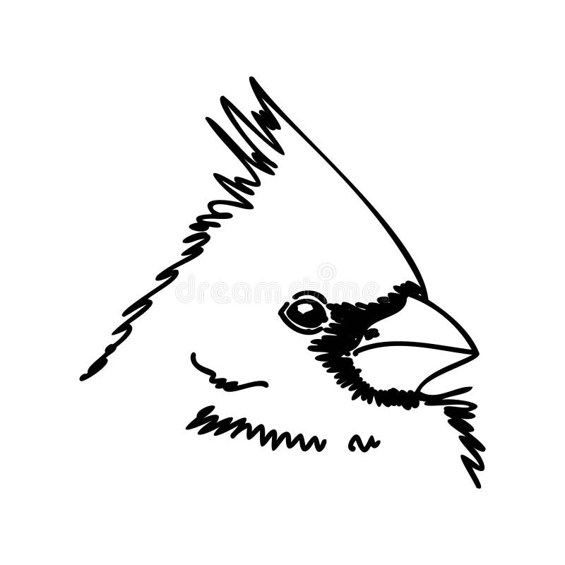 Cardinal Bird Sketch, Vector Illustration. Hand Drawn Red Cardinal Bird ...
