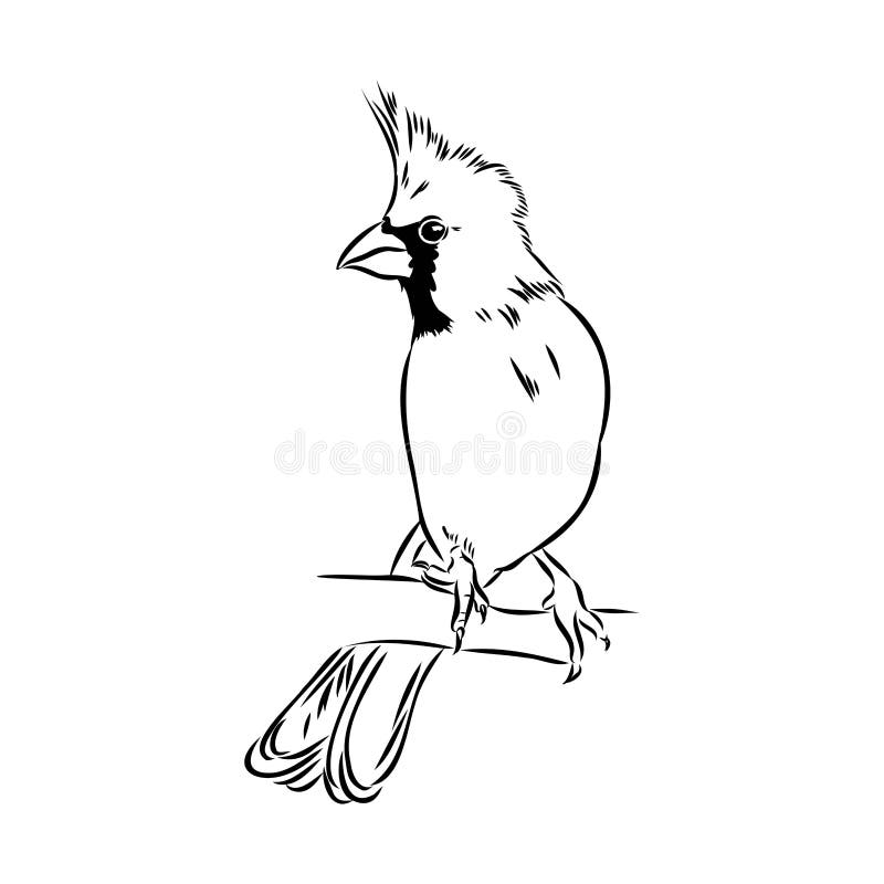 Cardinal Bird Sketch, Vector Illustration. Hand Drawn Red Cardinal Bird ...