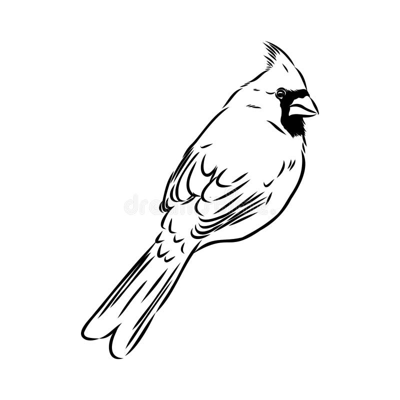 Cardinal Bird Sketch, Vector Illustration. Hand Drawn Red Cardinal Bird ...