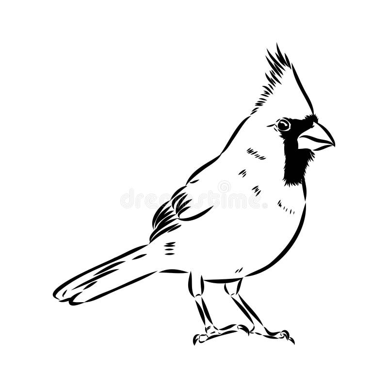 Cardinal Bird Sketch, Vector Illustration. Hand Drawn Red Cardinal Bird ...
