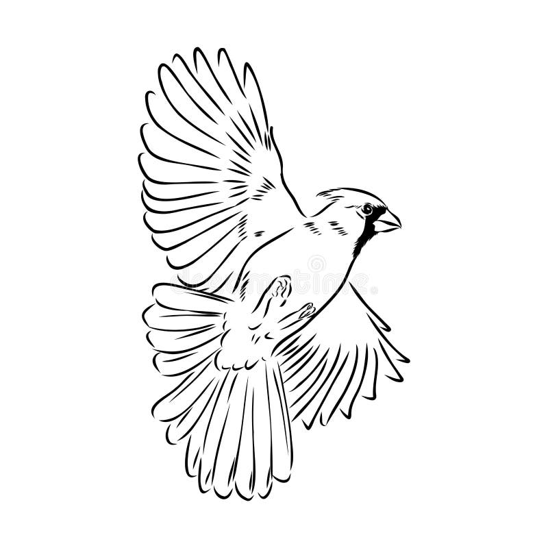 Cardinal Bird Sketch, Vector Illustration. Hand Drawn Red Cardinal Bird ...