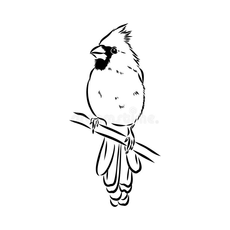Cardinal Bird Sketch, Vector Illustration. Hand Drawn Red Cardinal Bird ...