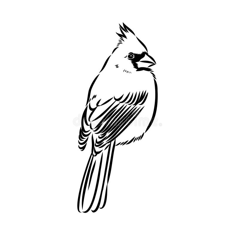 Cardinal Bird Sketch, Vector Illustration. Hand Drawn Red Cardinal Bird ...