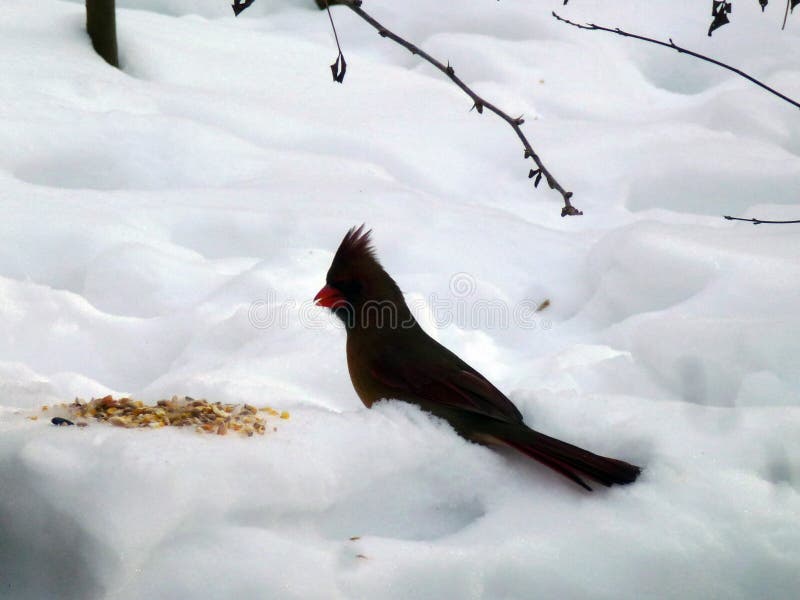 Cardinal Bird stock photo. Image of snow, cardinal, seed - 107640358