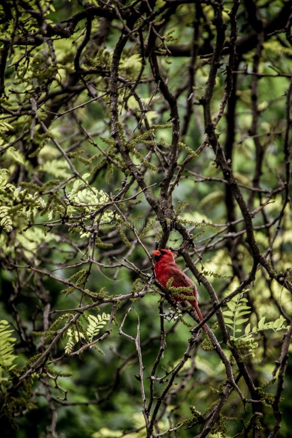 A Cardinal bird in a tree stock image. Image of trees - 155670891