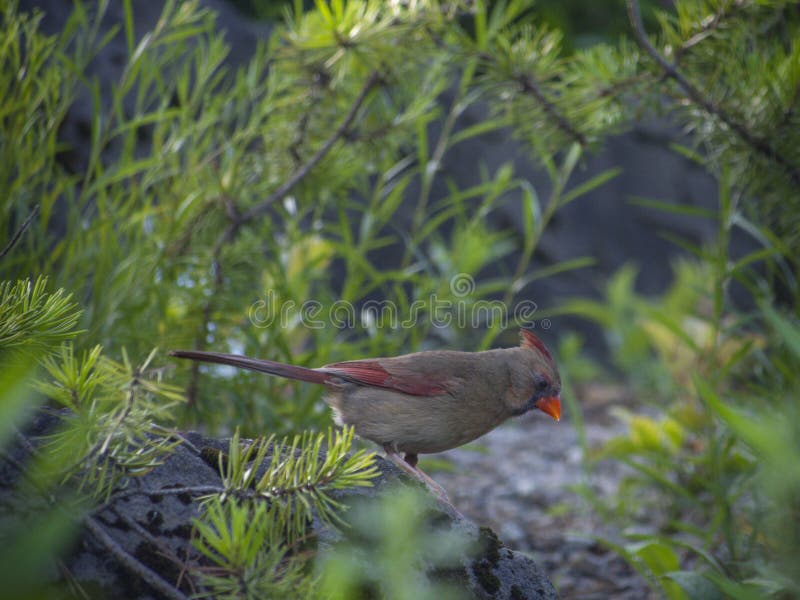 Cardinal bird in tree stock image. Image of animal, birding - 62207755