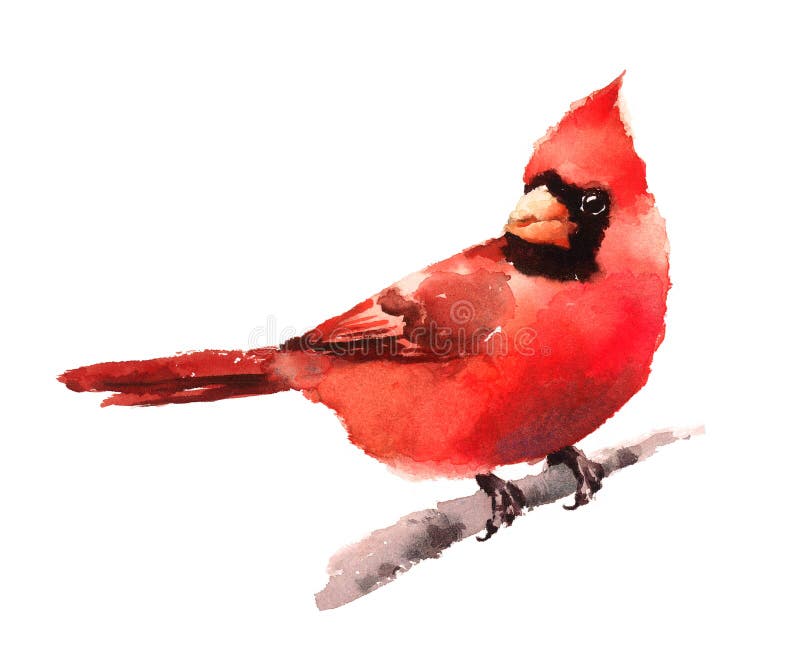Cardinal Bird Watercolor Winter Illustration Hand Drawn Stock ...